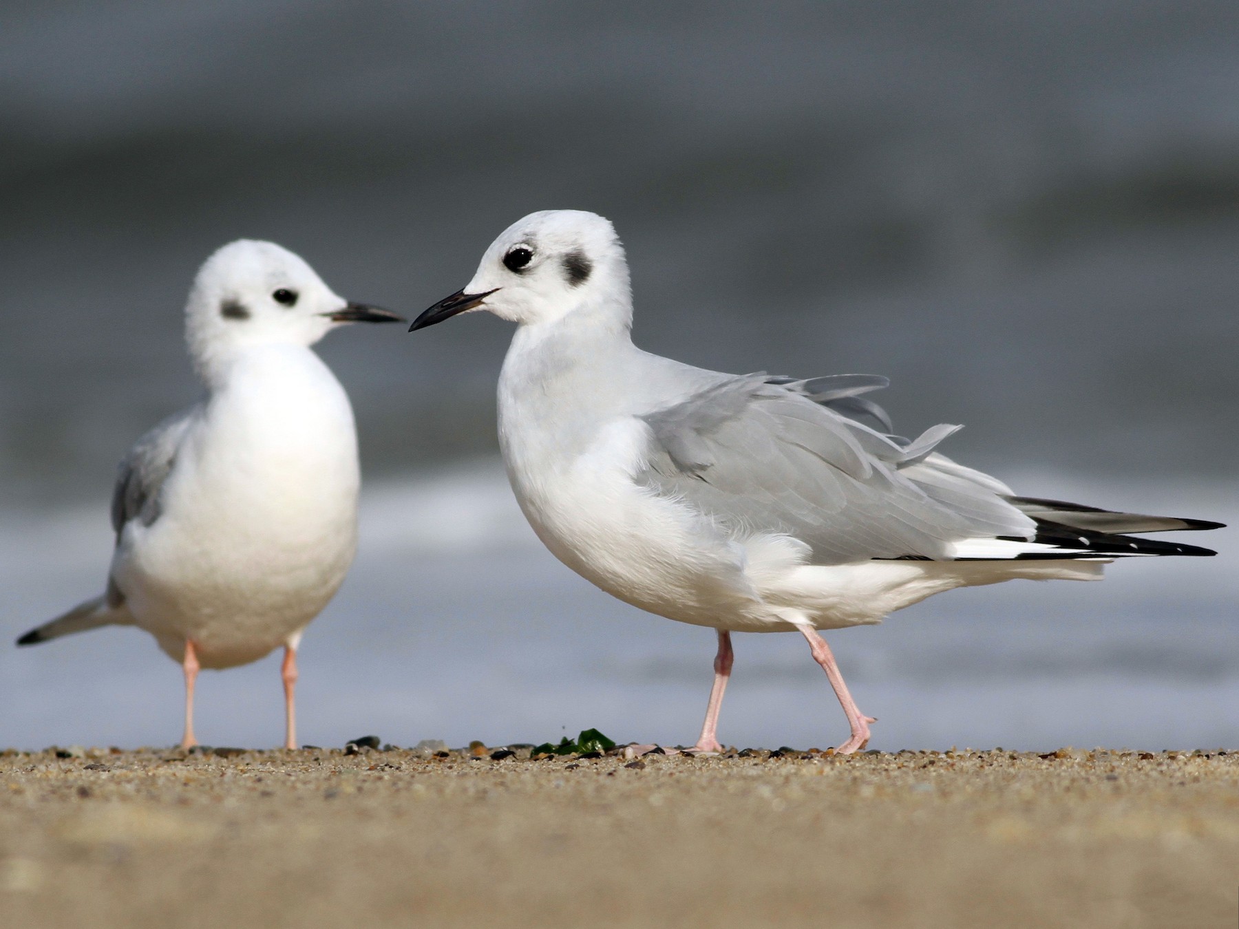 Bonaparte's Gull - eBird