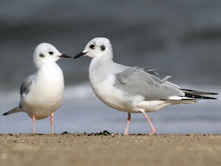 Bonaparte's Gull - eBird