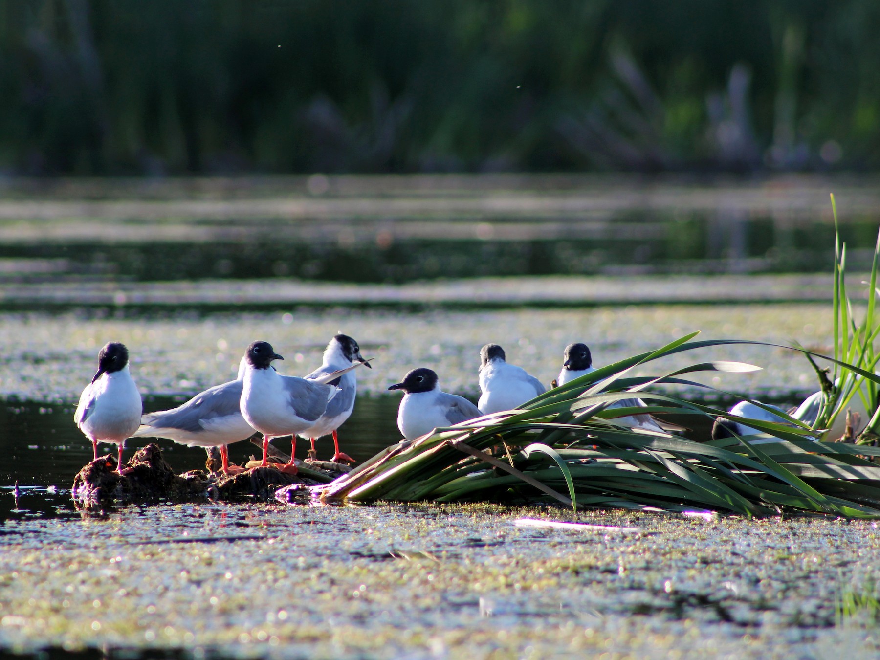 Bonaparte's Gull - eBird