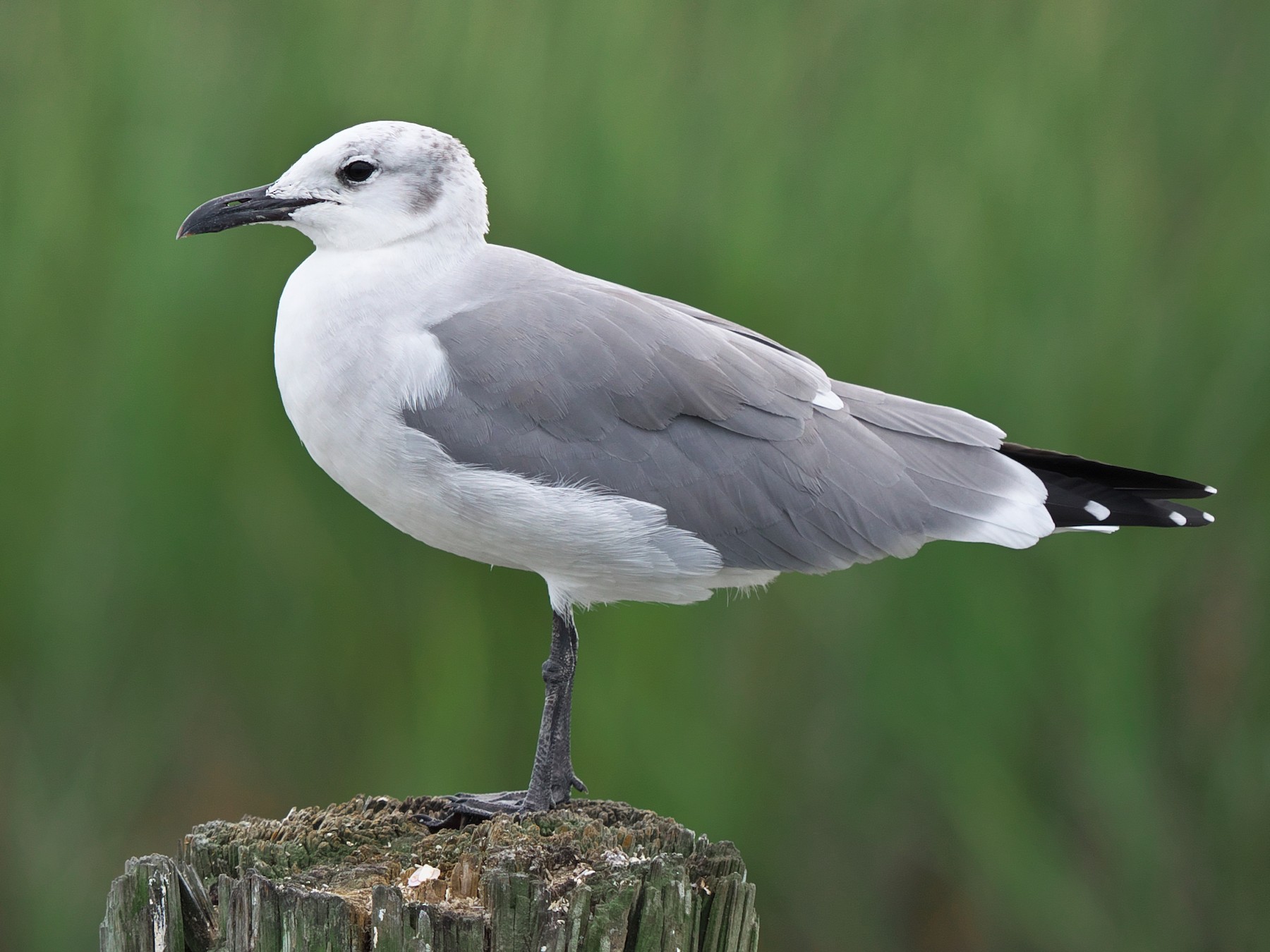 Laughing Gull - eBird