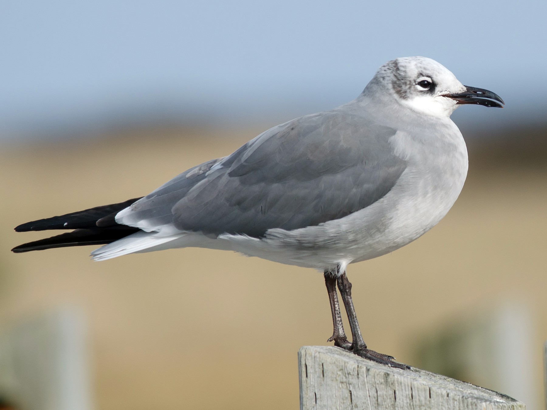 Laughing Gull - eBird