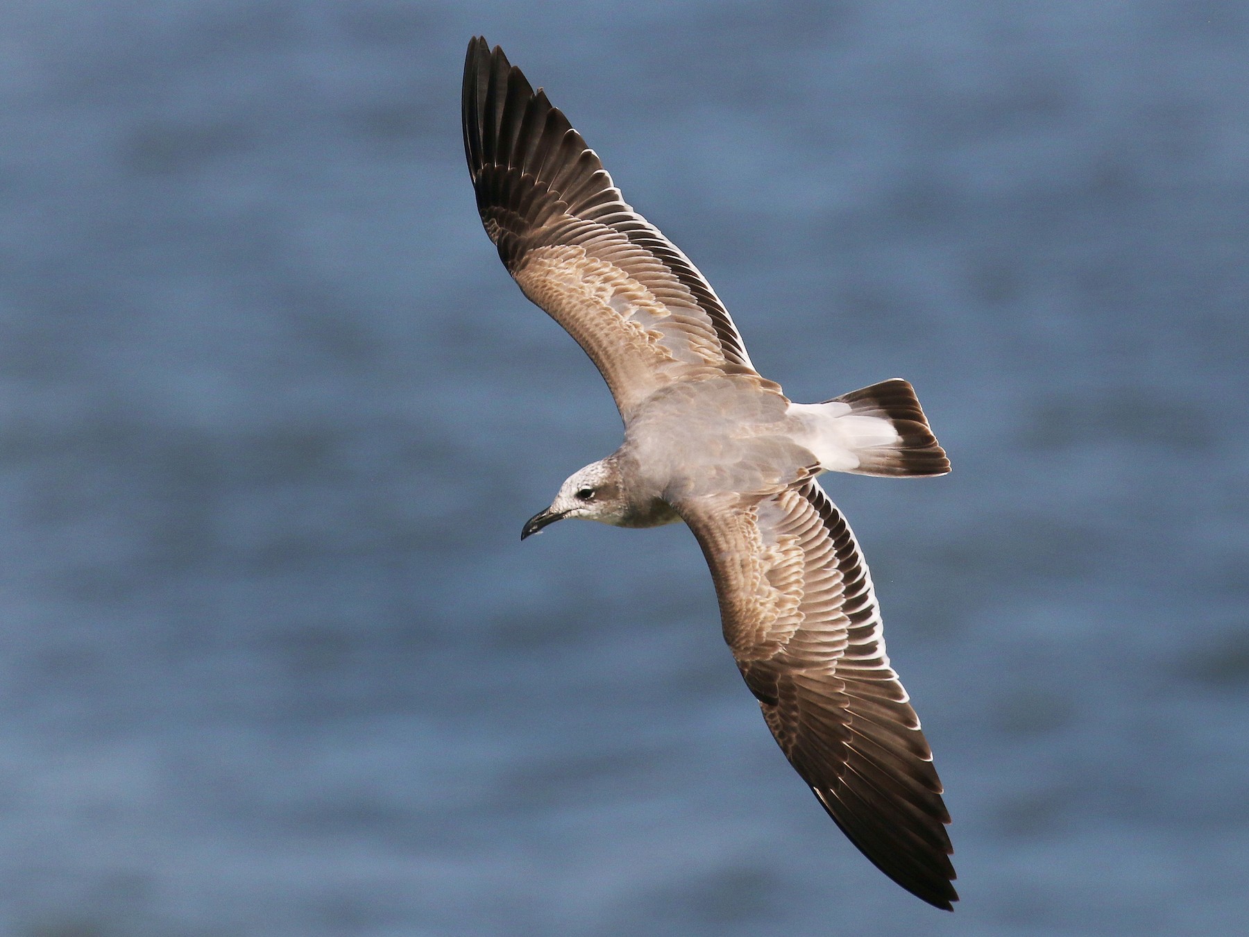 Laughing Gull - eBird