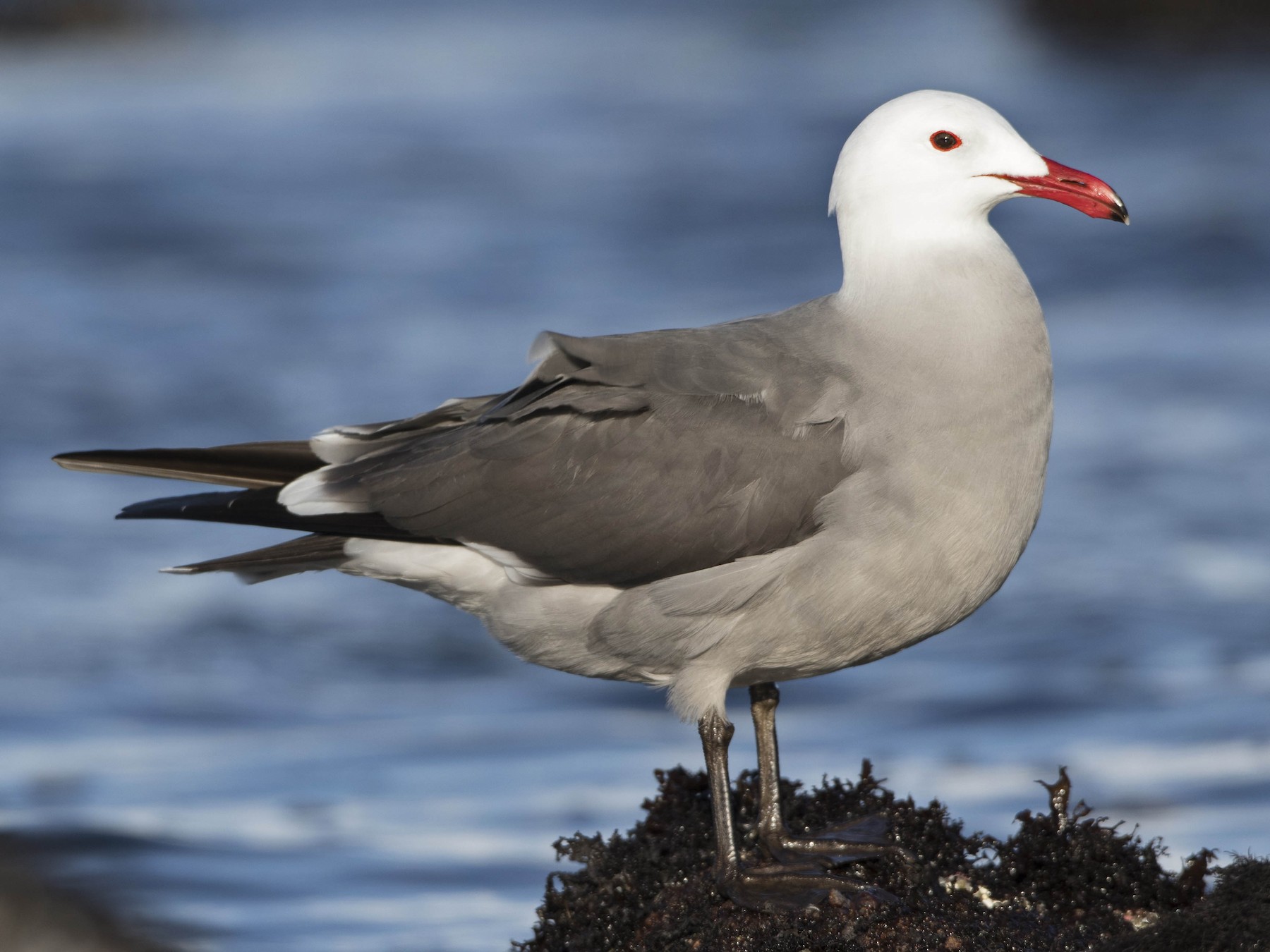 Heermann's Gull - eBird