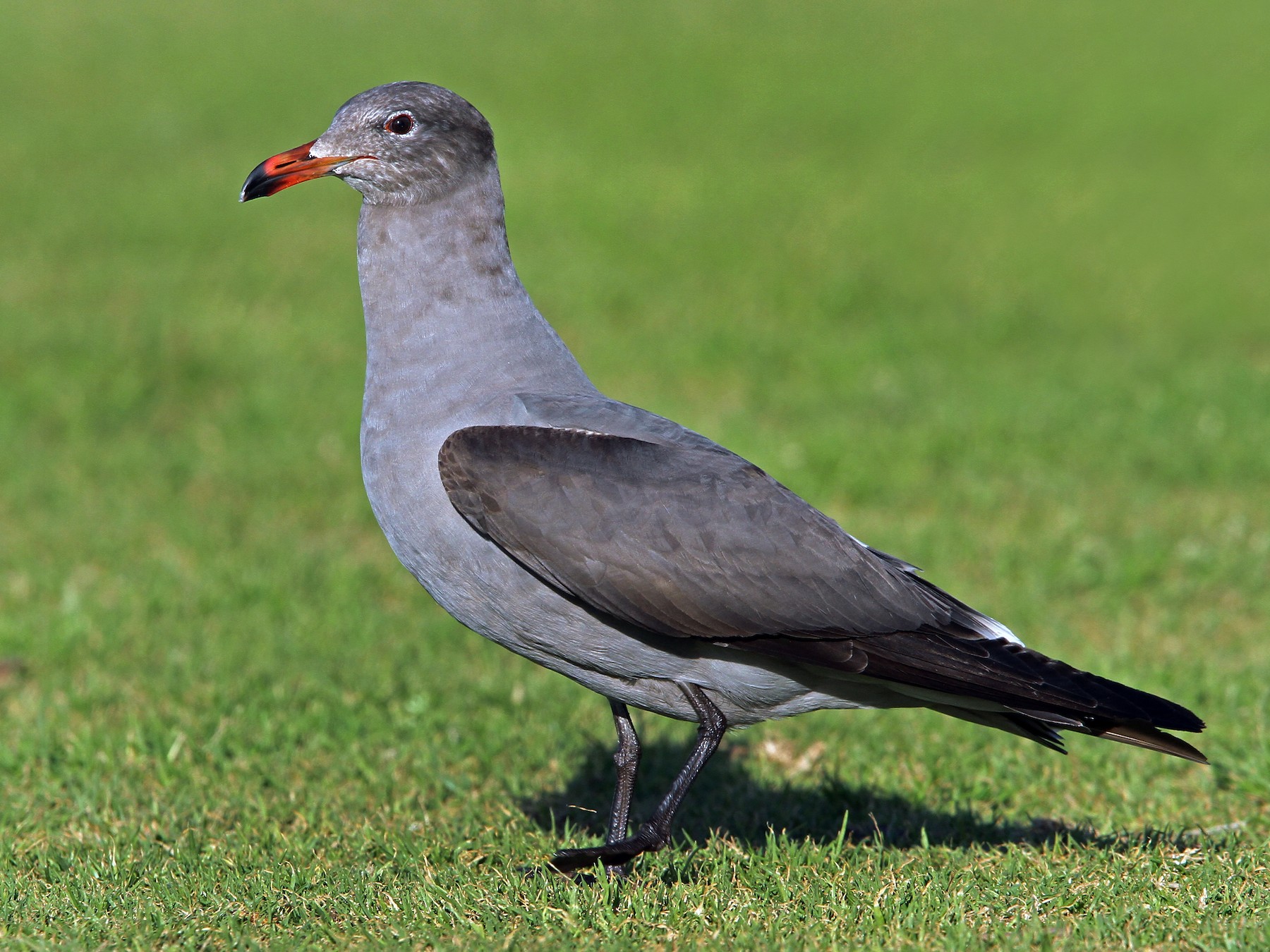 Heermann's Gull - eBird