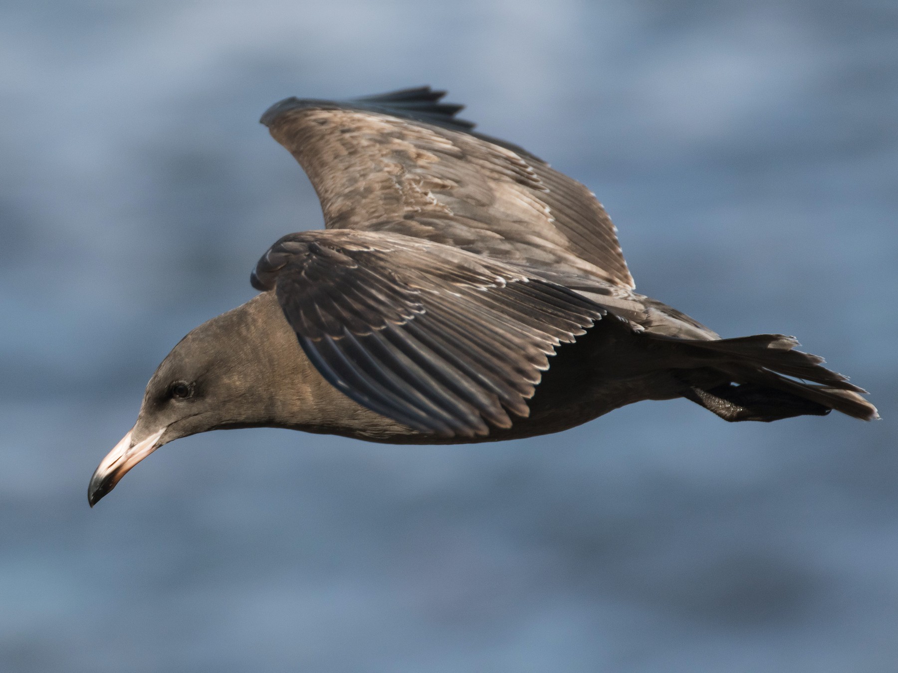Heermann's Gull - eBird
