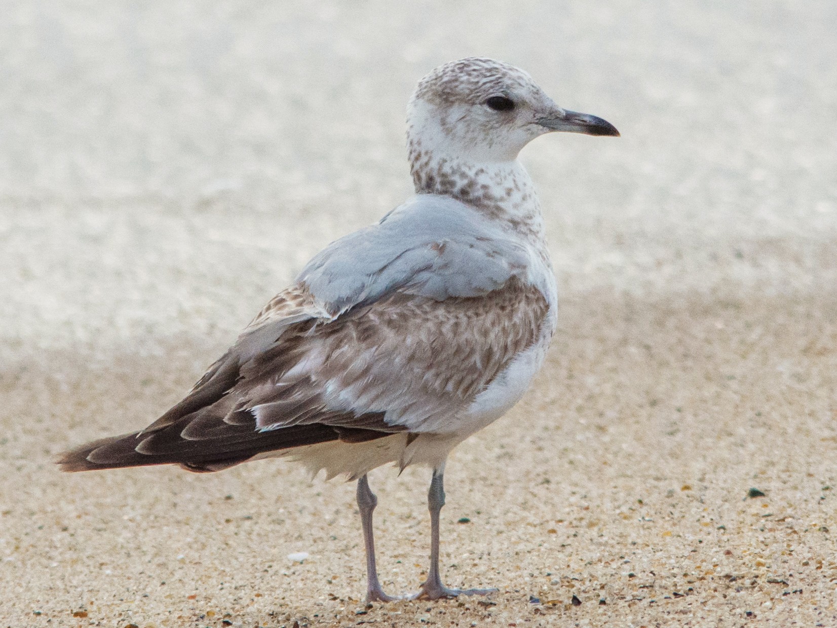 Common Gull - eBird