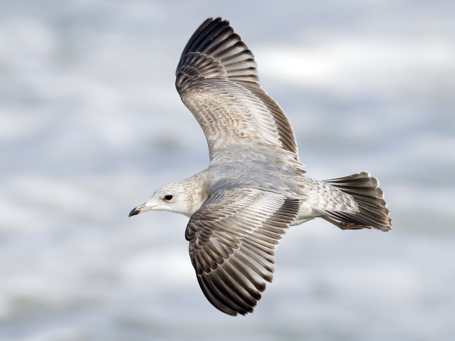 Short-billed Gull - eBird