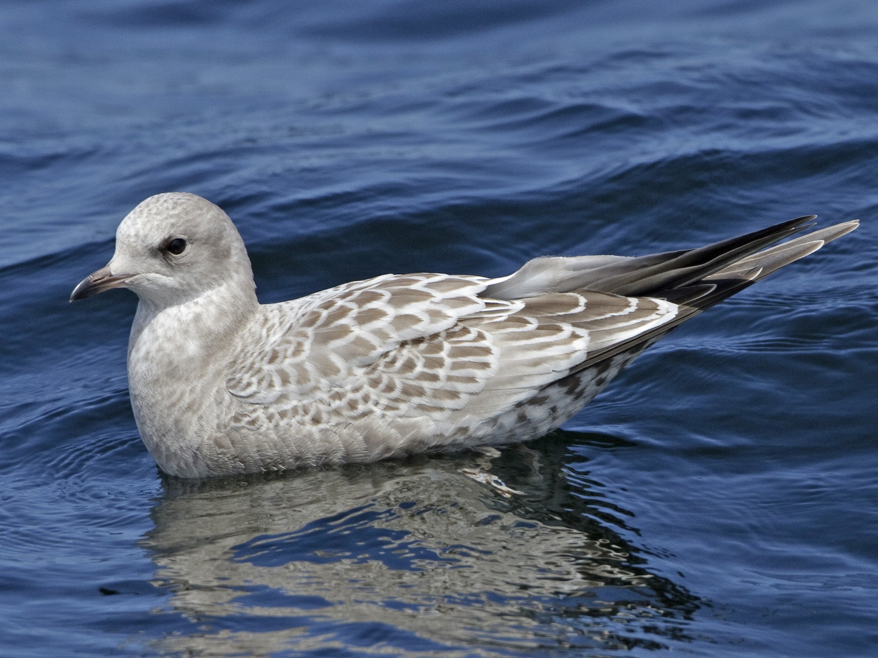 Mew Gull - eBird