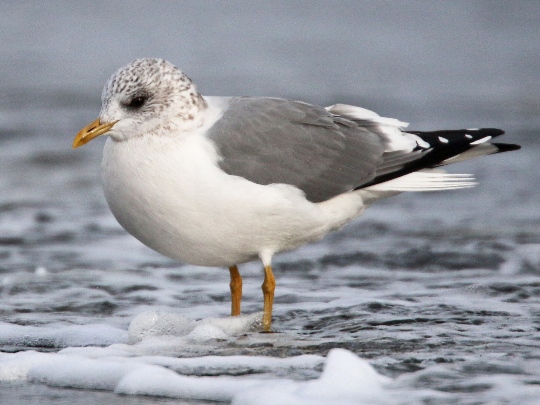 Common Gull - eBird