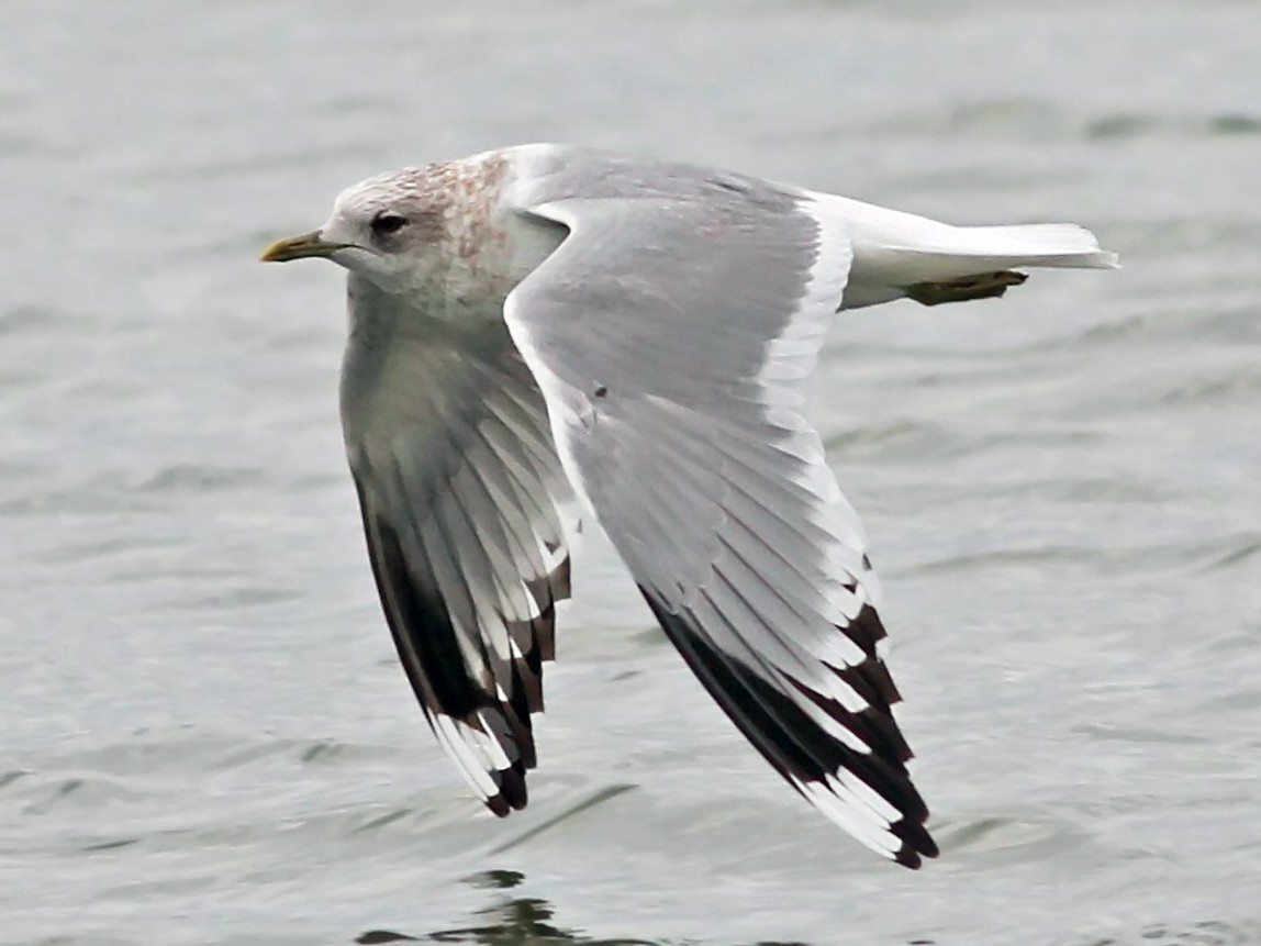 Short-billed Gull - eBird