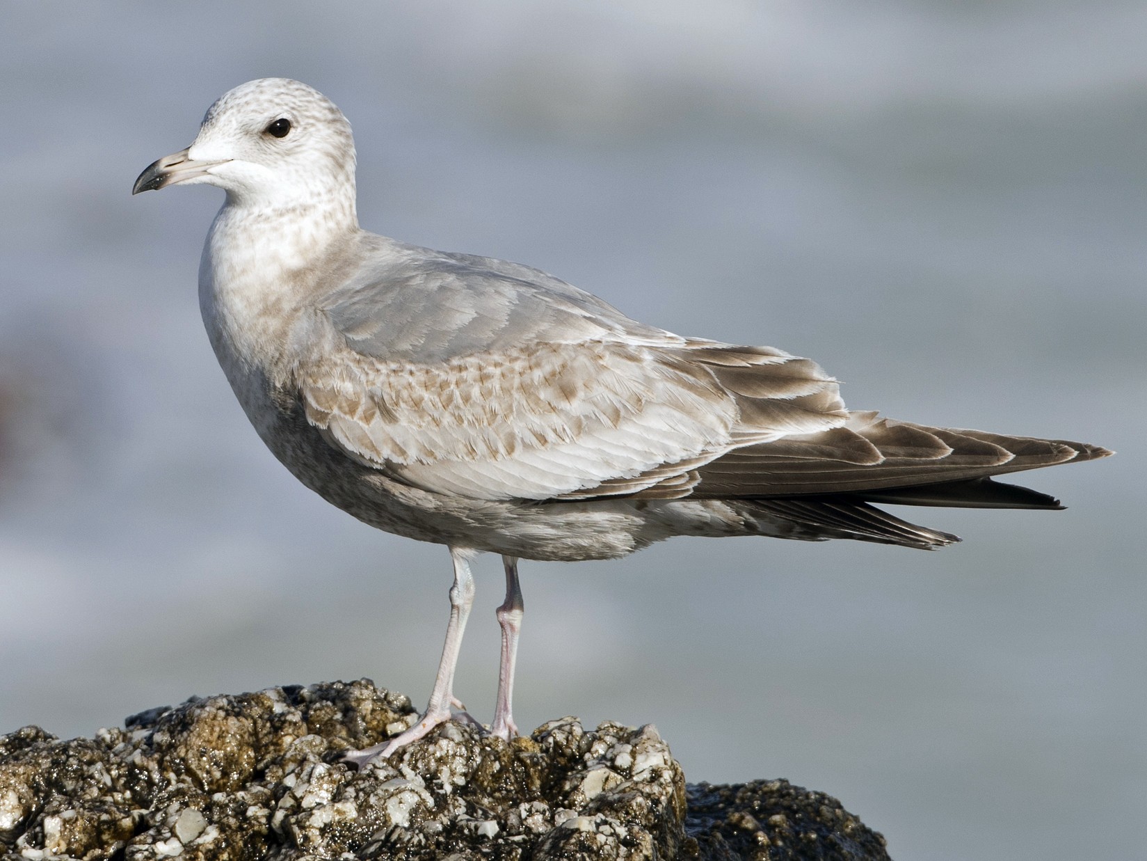 Mew Gull - eBird