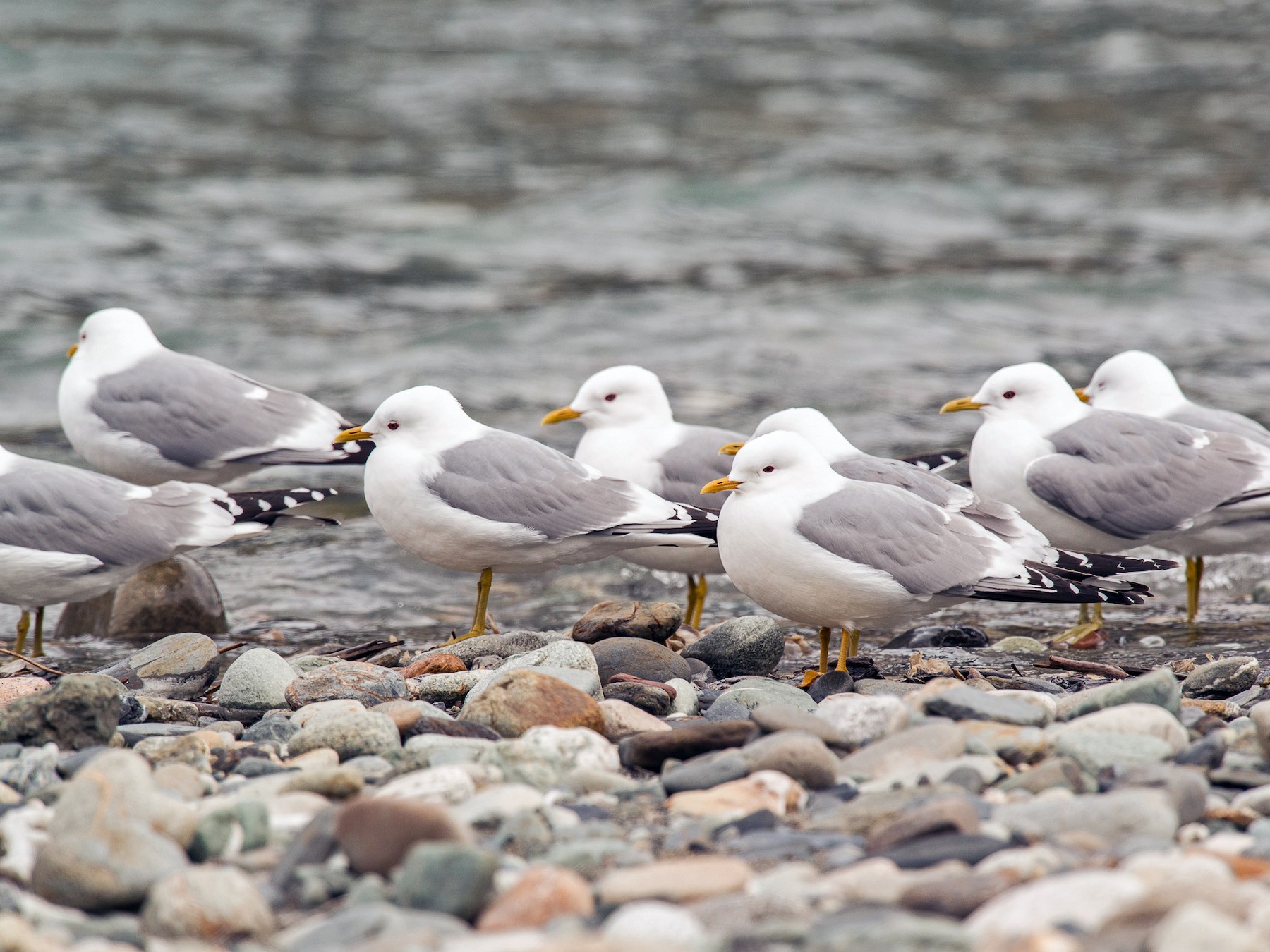 Short-billed Gull - eBird