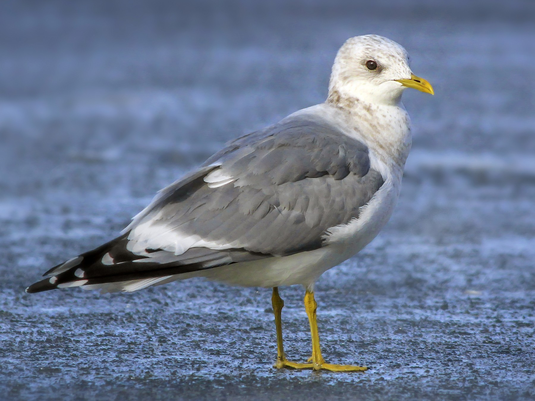 Short-billed Gull - eBird