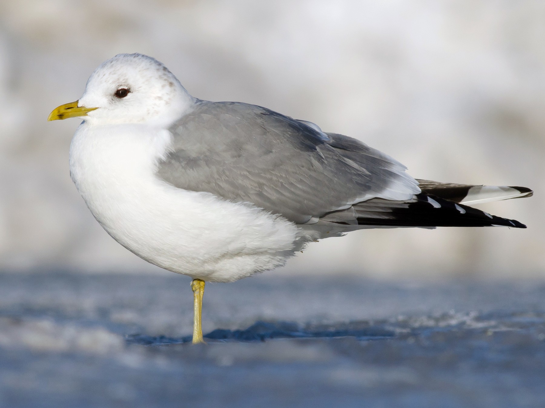 Common Gull - eBird