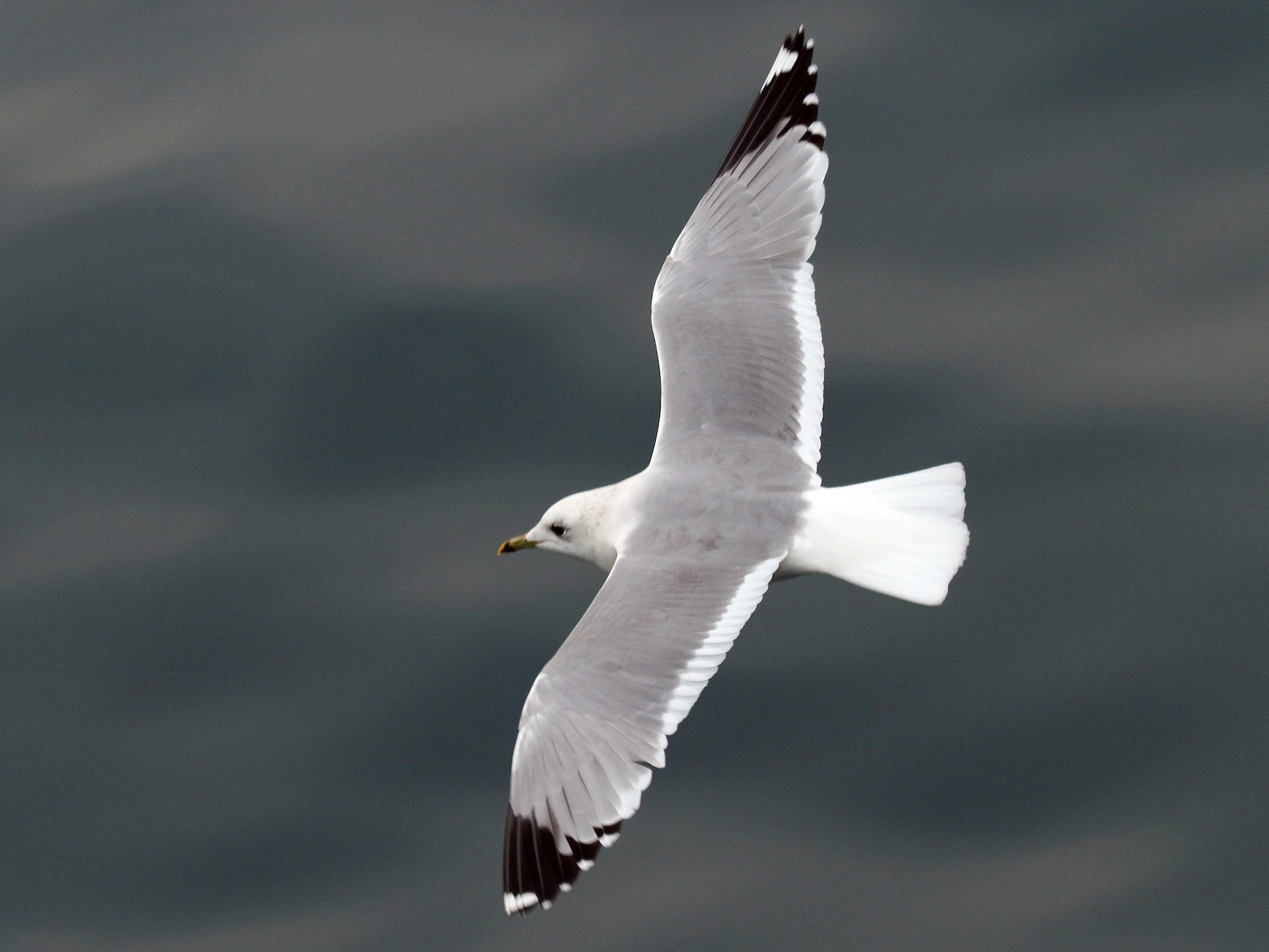 Common Gull - eBird