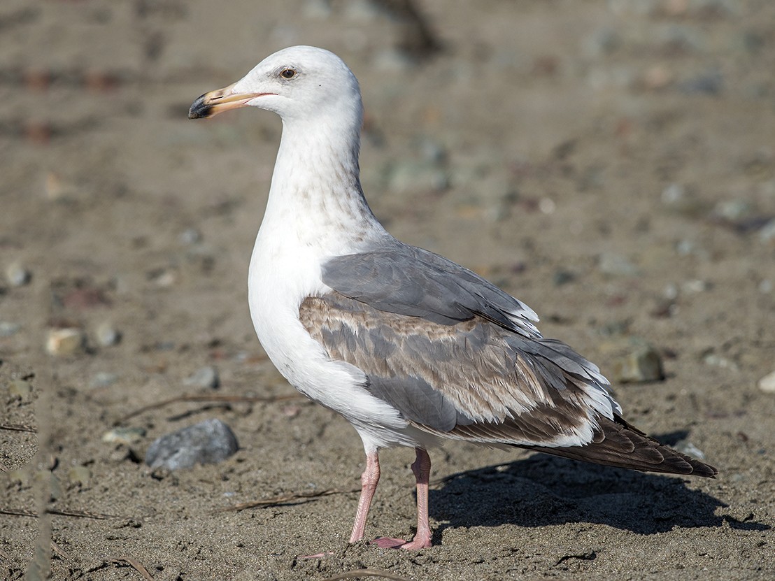 Western Gull - eBird