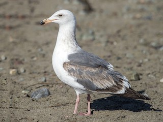 Western Gull - eBird