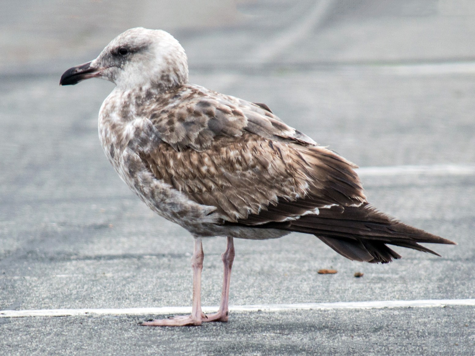 Western Gull - eBird