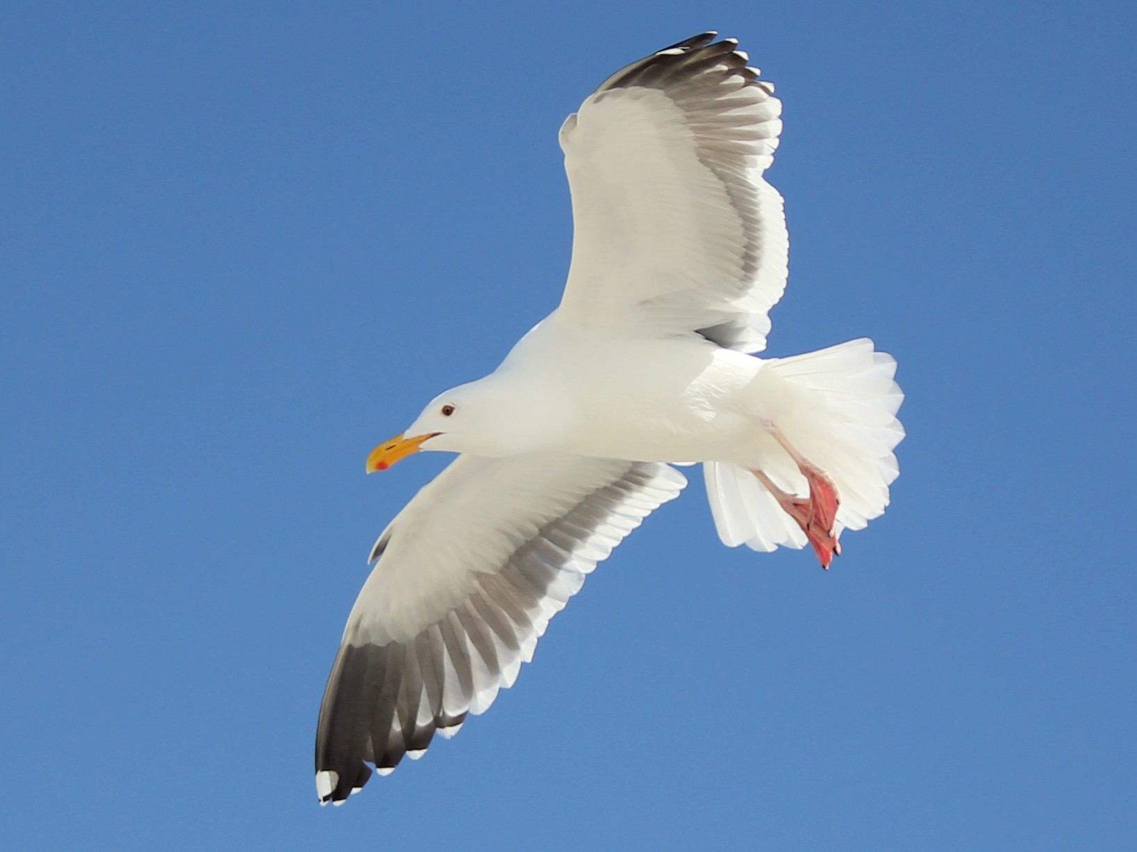 Western Gull - eBird
