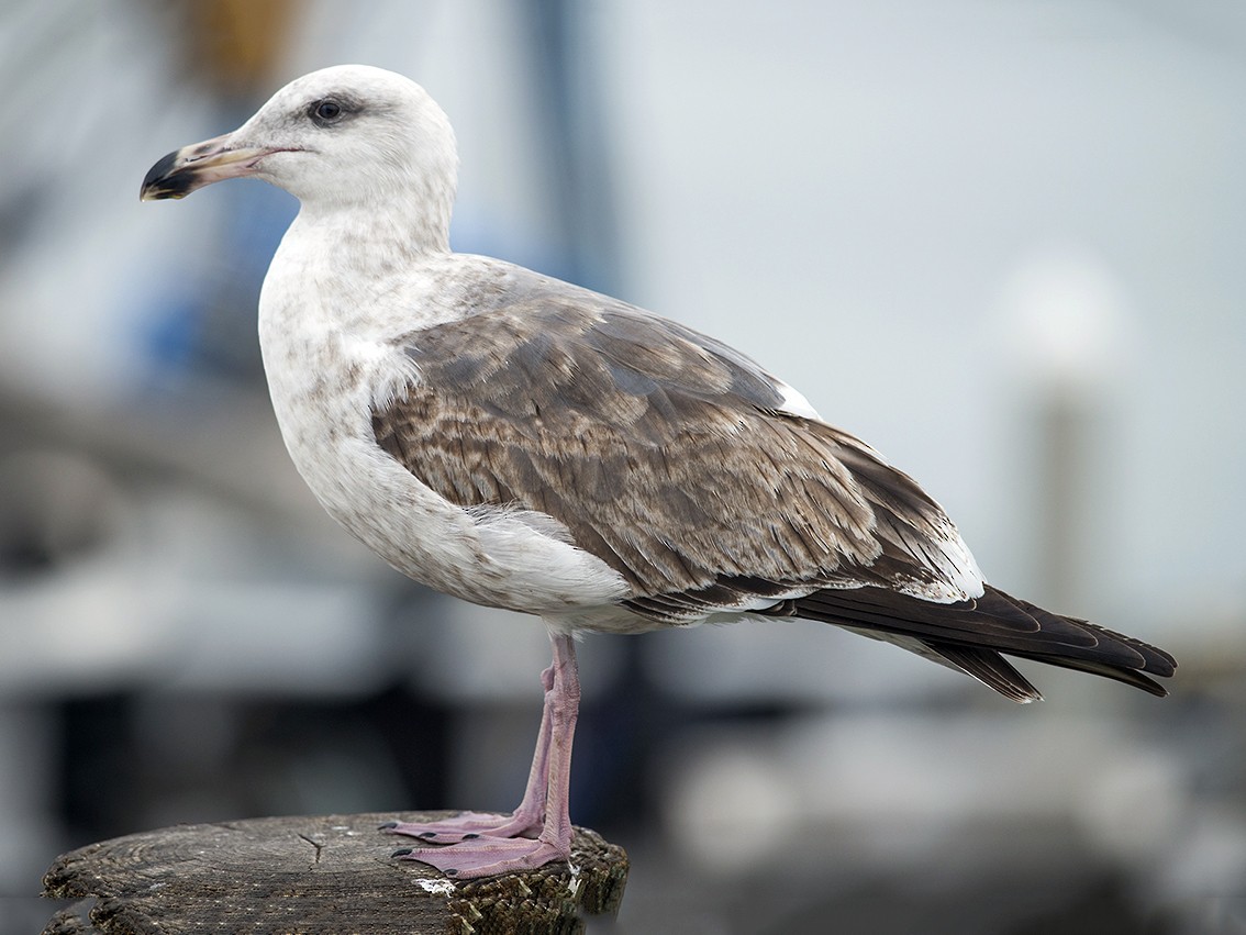 Western Gull - eBird