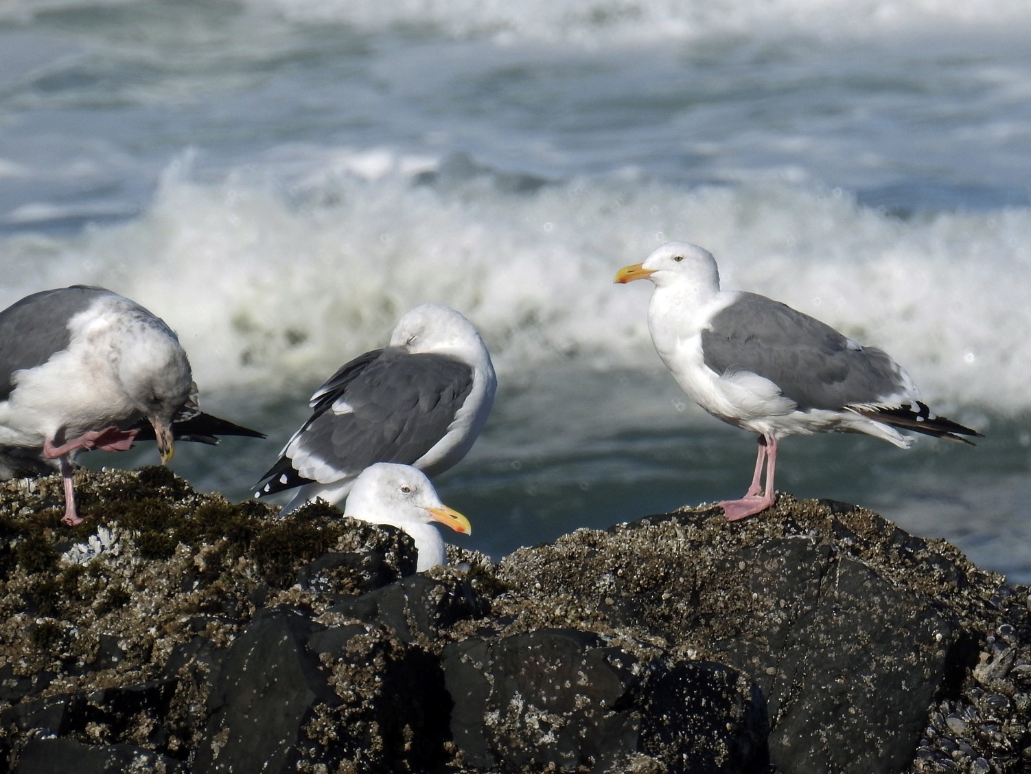 Western Gull - eBird