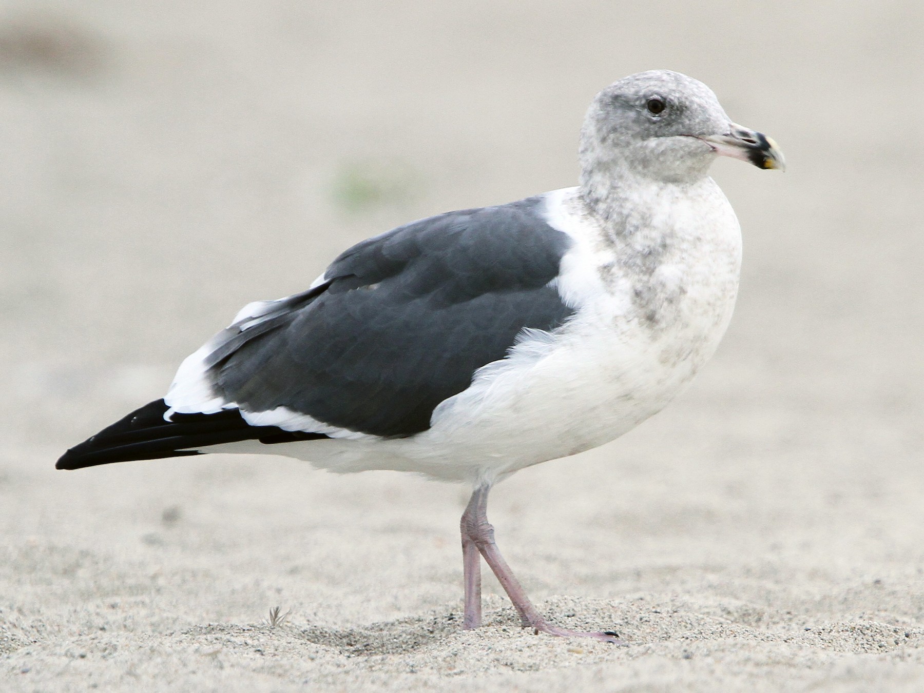 Western Gull - eBird