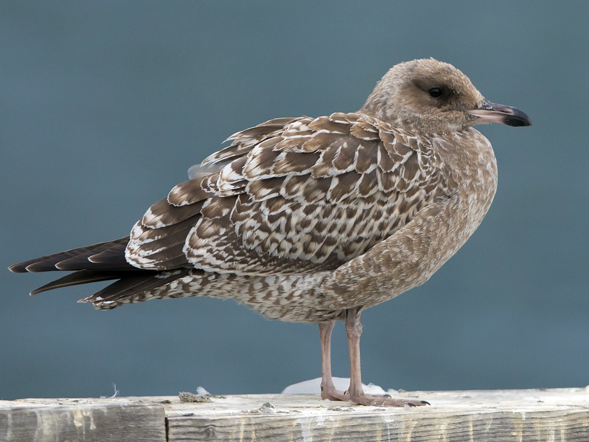 California Gull - eBird