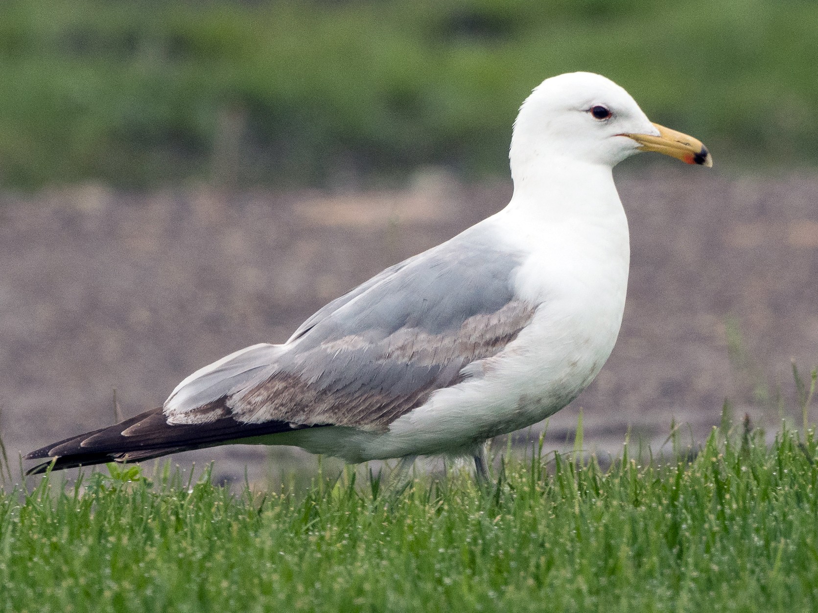 California Gull - eBird
