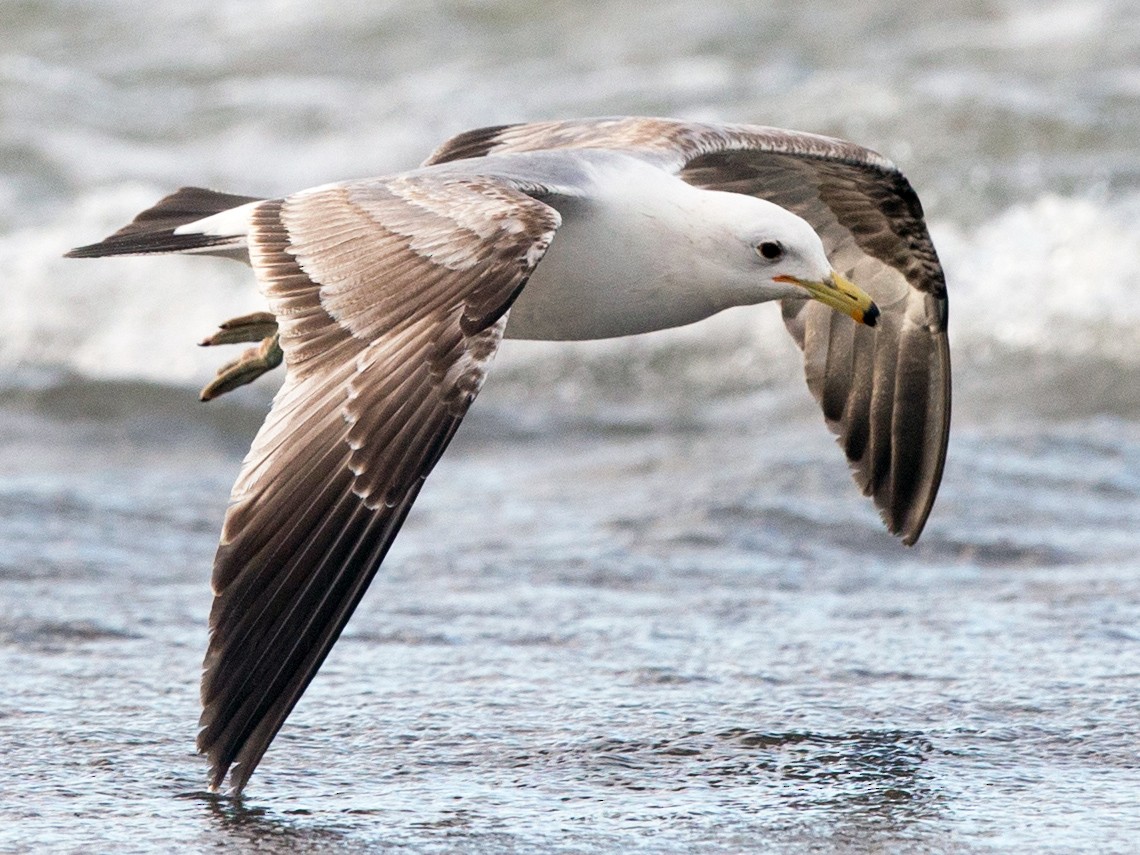 California Gull - eBird