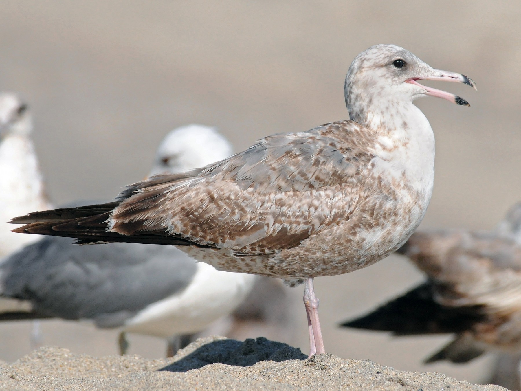 California Gull - eBird