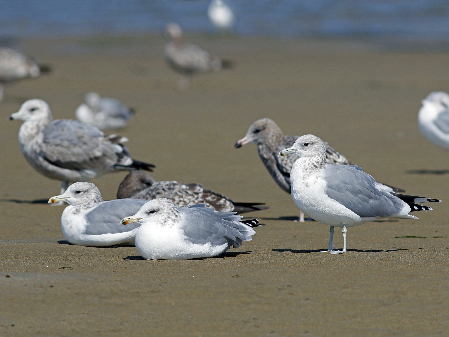 California Gull - eBird