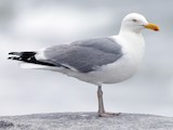 Herring Gull - Range map: Post-breeding migration - eBird Status and Trends