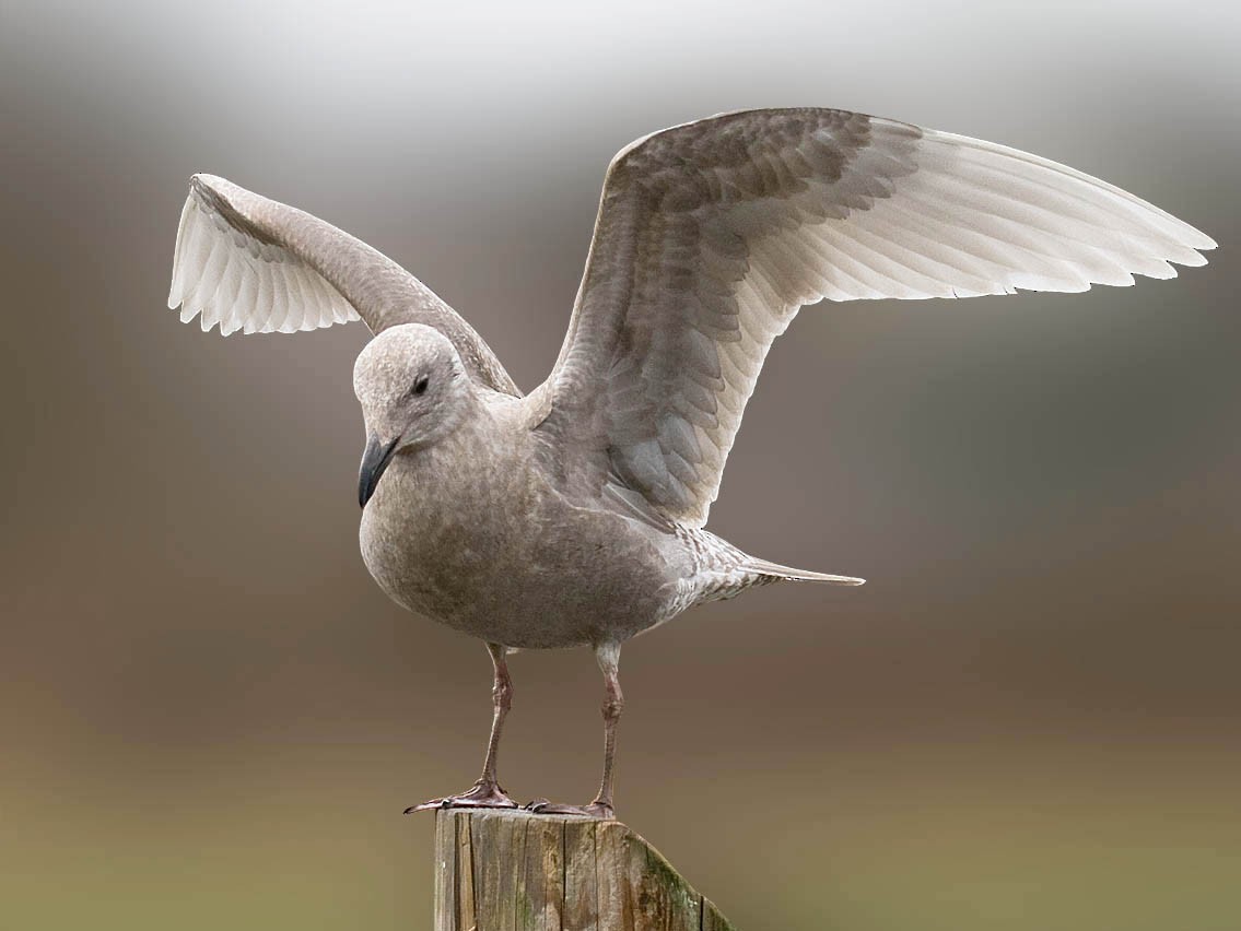 Glaucous-winged Gull - eBird