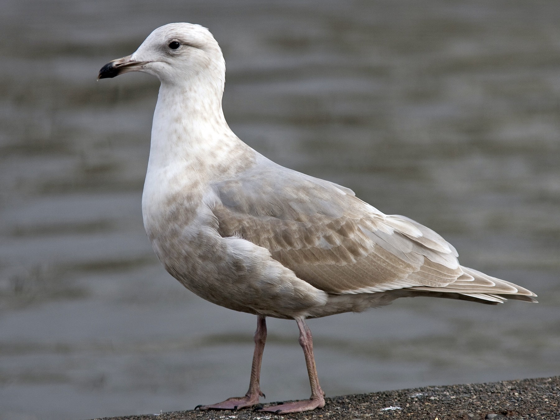 Glaucous-winged Gull - eBird