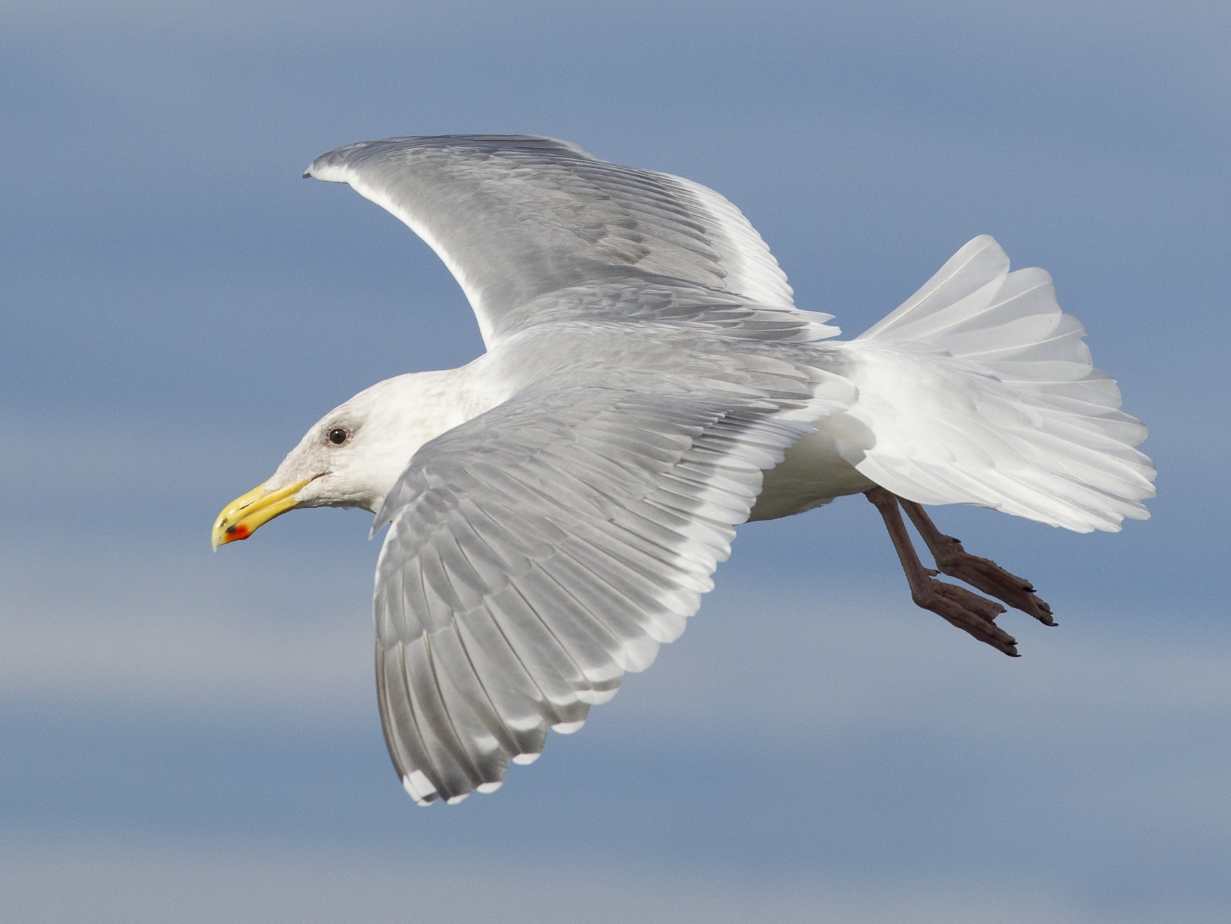 Glaucous-winged Gull - eBird