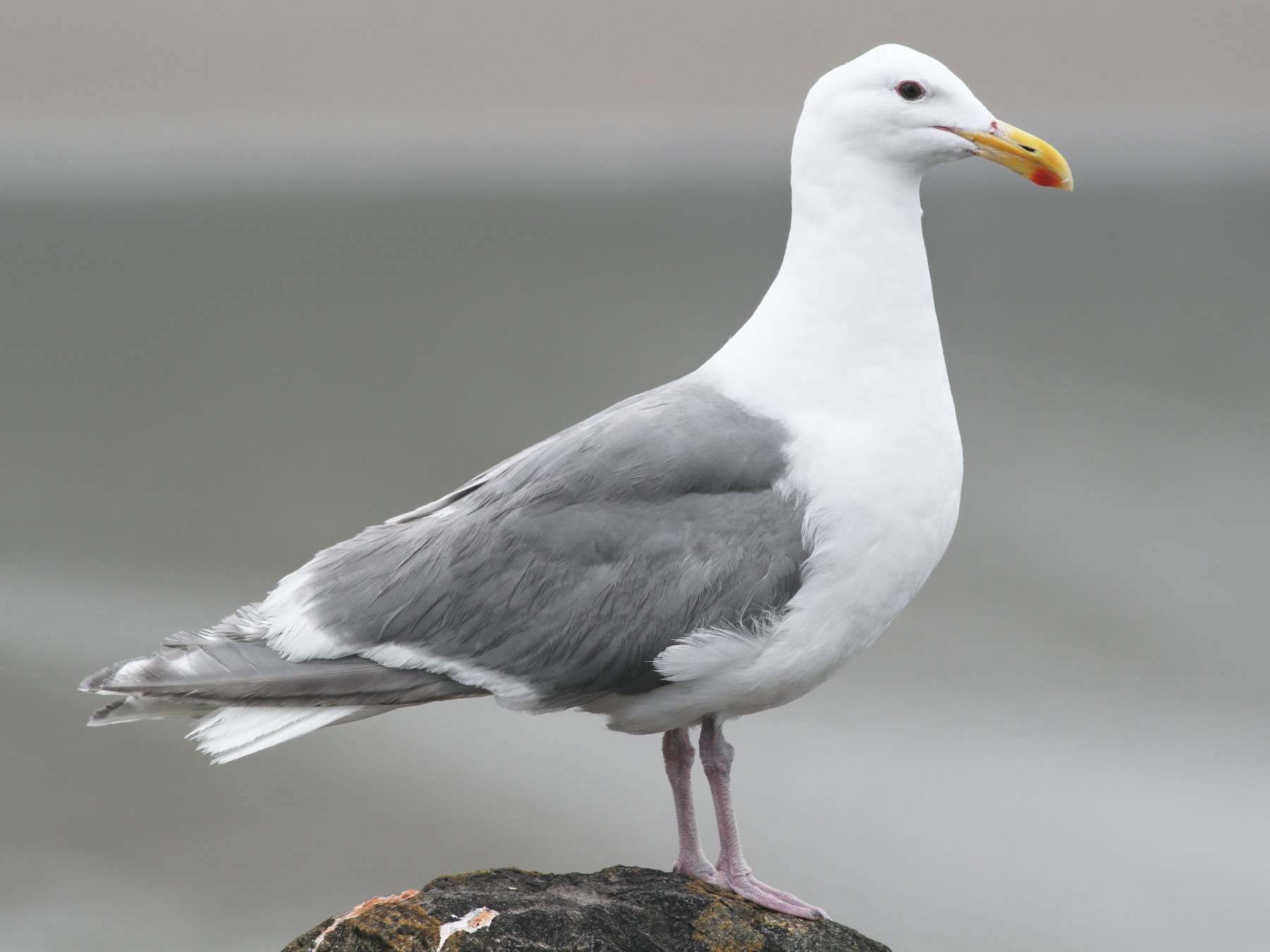 Glaucous-winged Gull - eBird