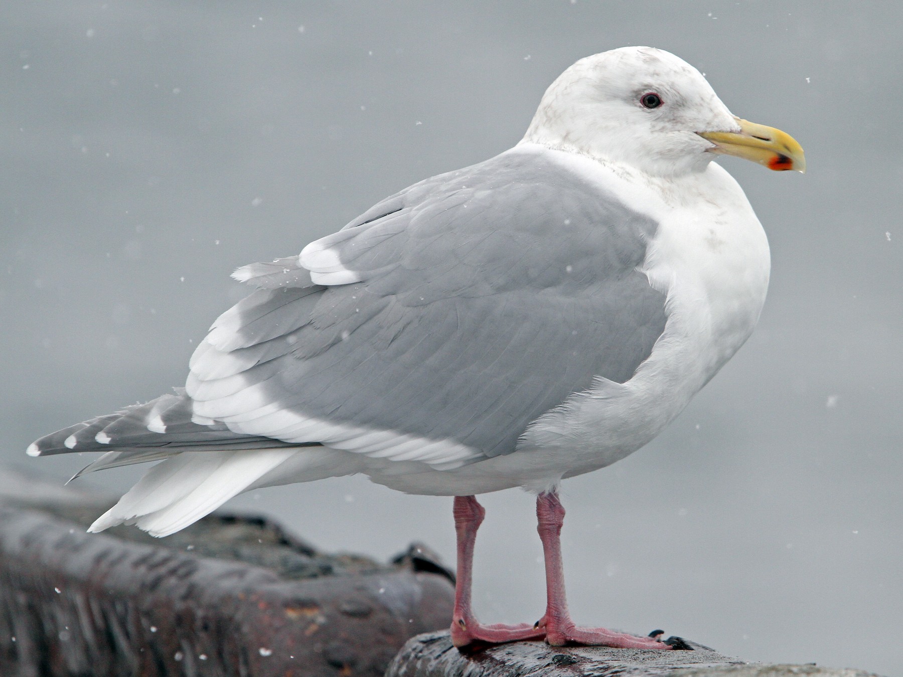 Glaucous-winged Gull - eBird