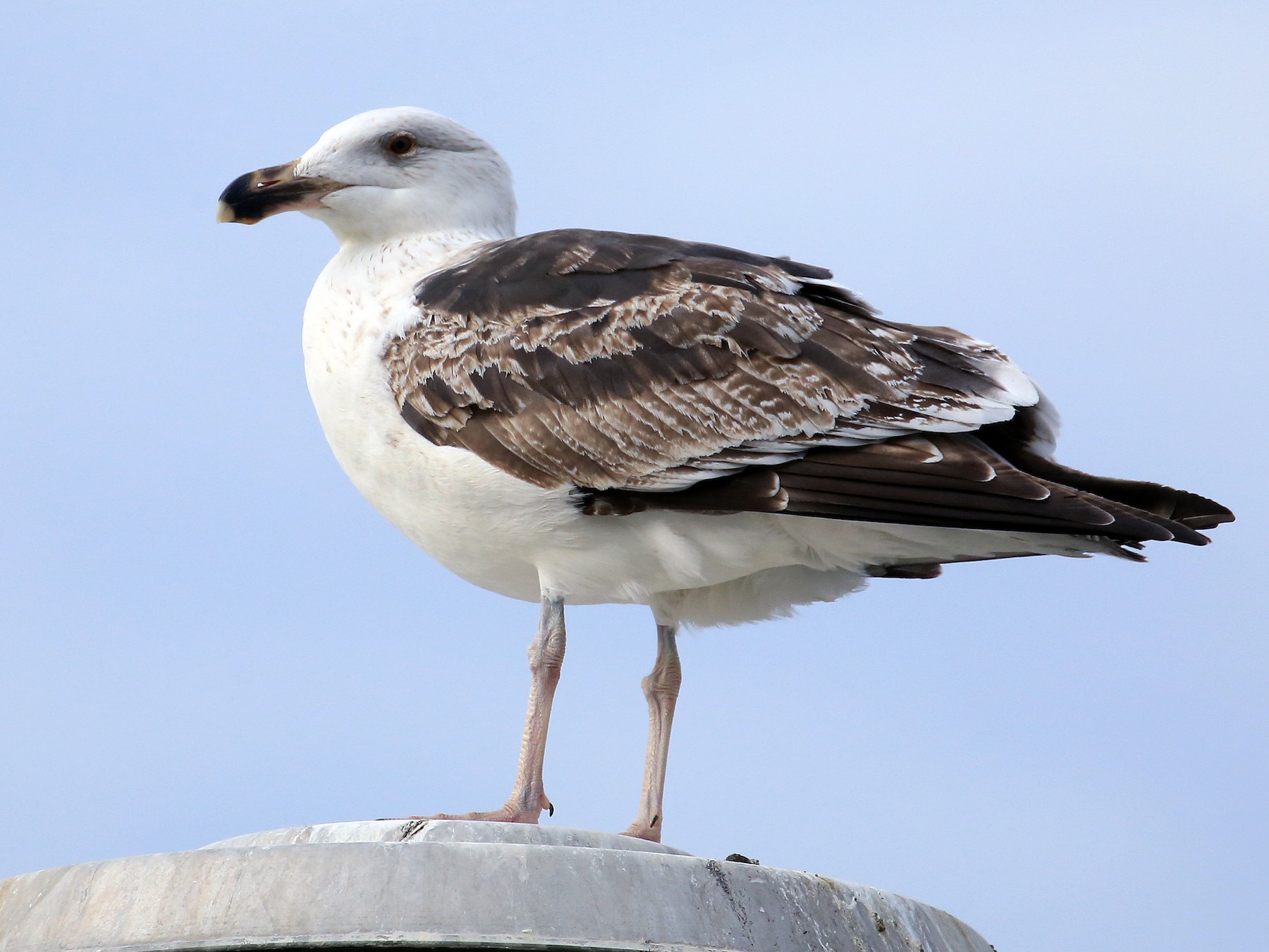 Great Black-backed Gull - eBird