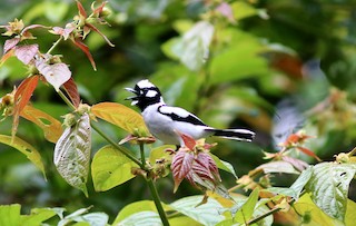White-naped Monarch - Carterornis pileatus - Birds of the World