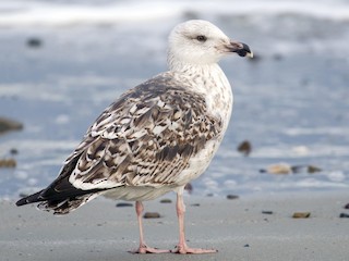 Great Black-backed Gull - eBird