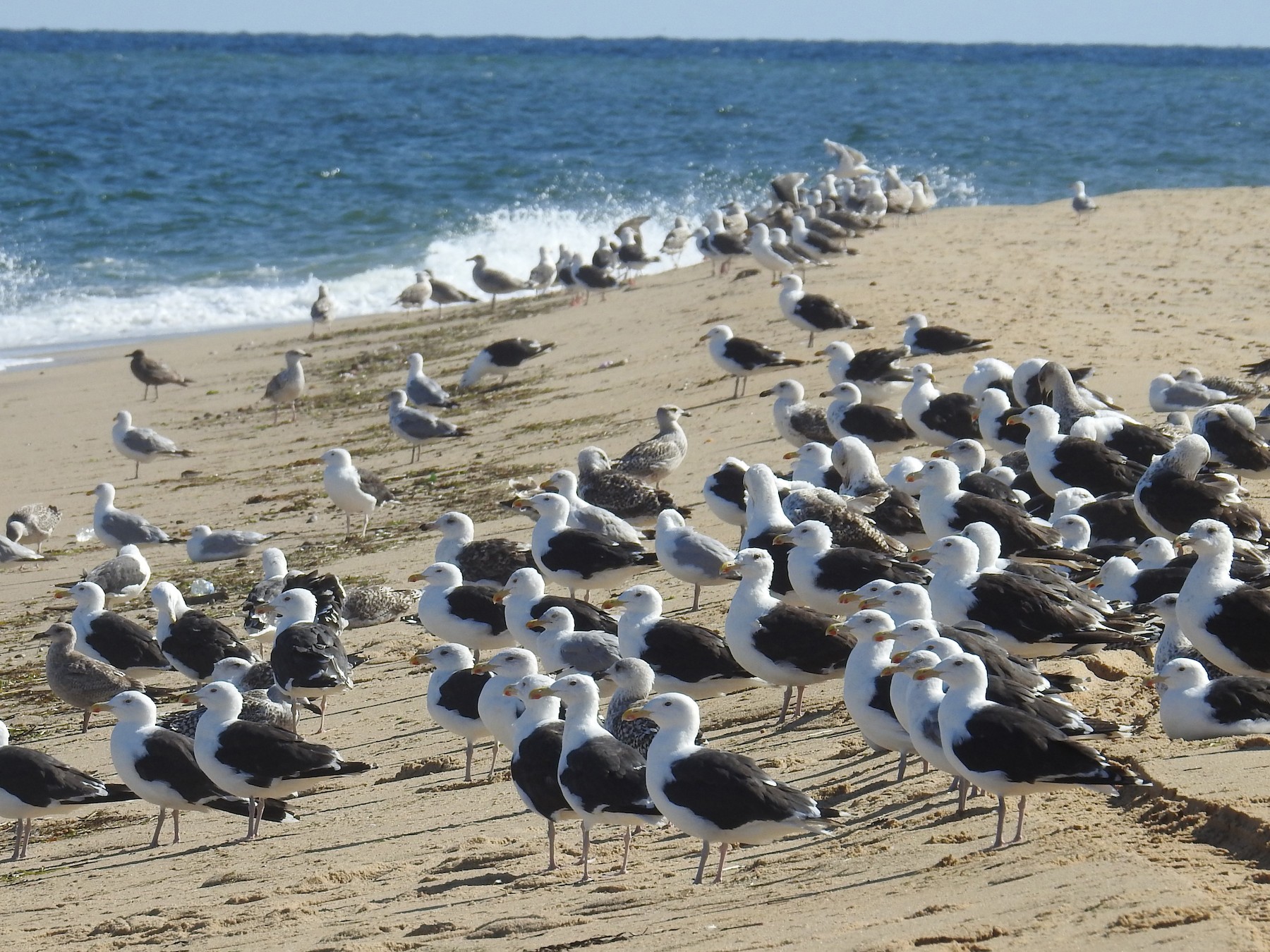 Goéland marin - eBird