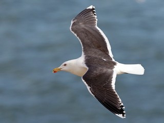 Great Black-backed Gull - eBird