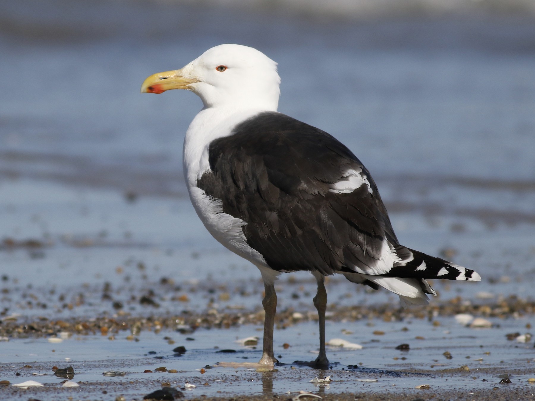 Great Black-backed Gull - eBird