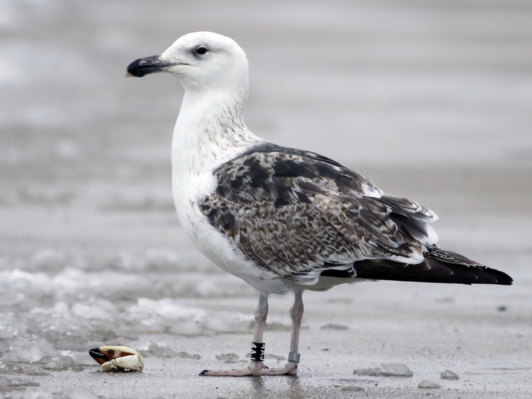 Great Black-backed Gull - eBird
