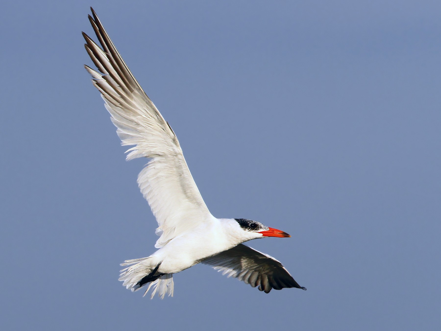 Caspian Tern - eBird
