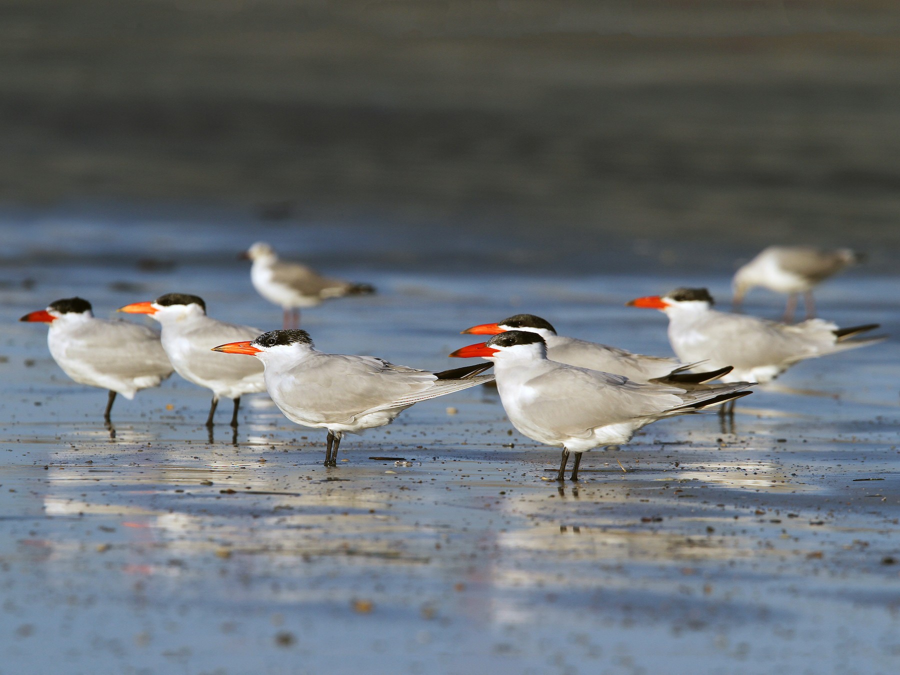 Caspian Tern - eBird