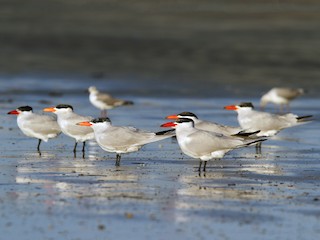 Caspian Tern - eBird