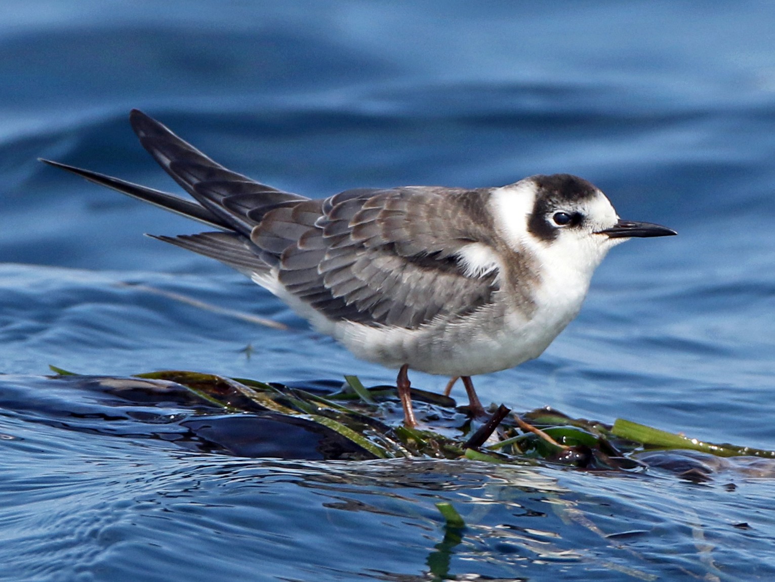 Black Tern - eBird
