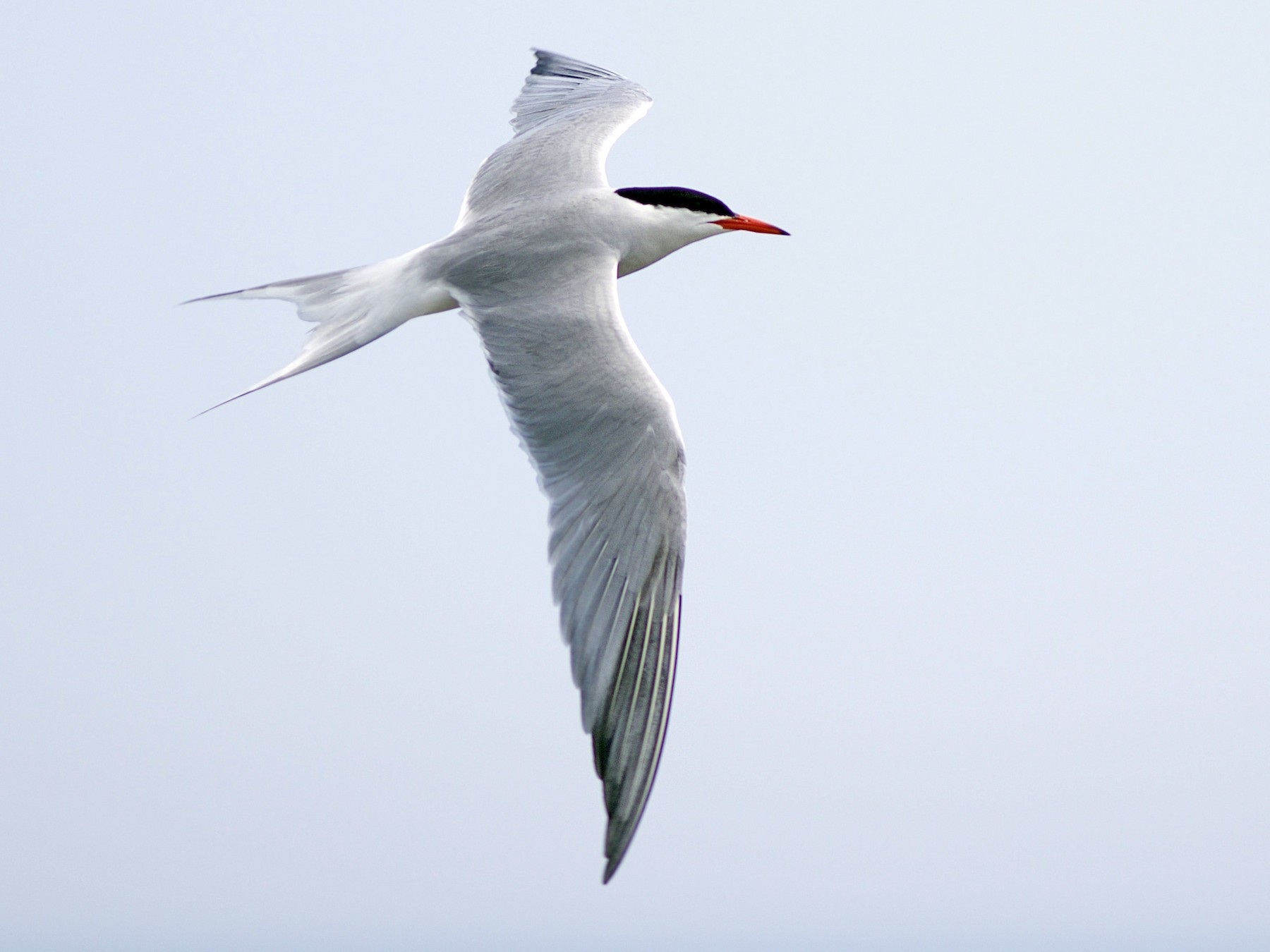 Common Tern - eBird
