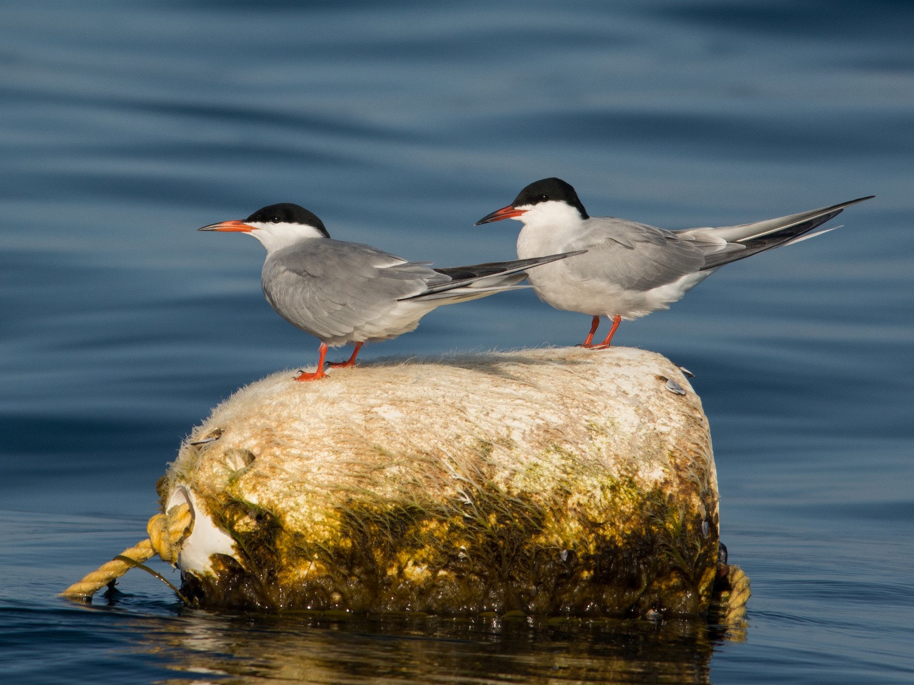 Common Tern - eBird